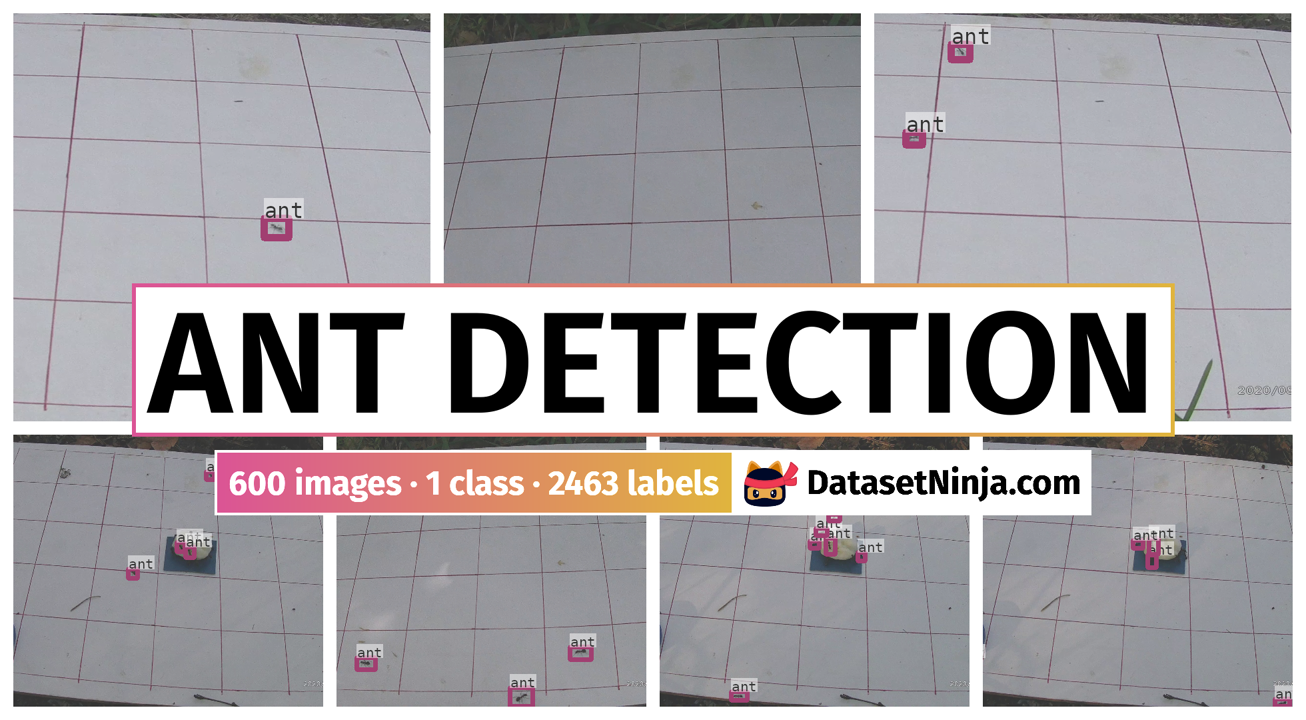 Ant Detection - Dataset Ninja
