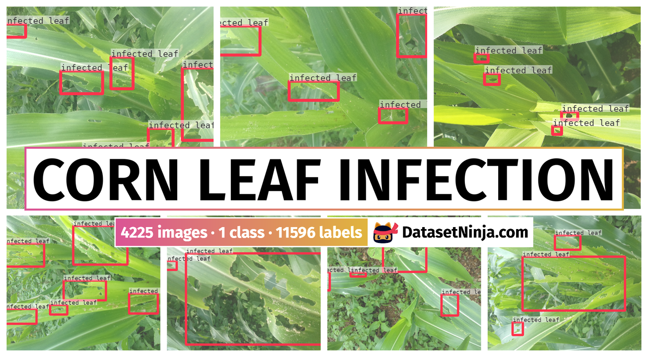Corn Leaf Infection - Dataset Ninja
