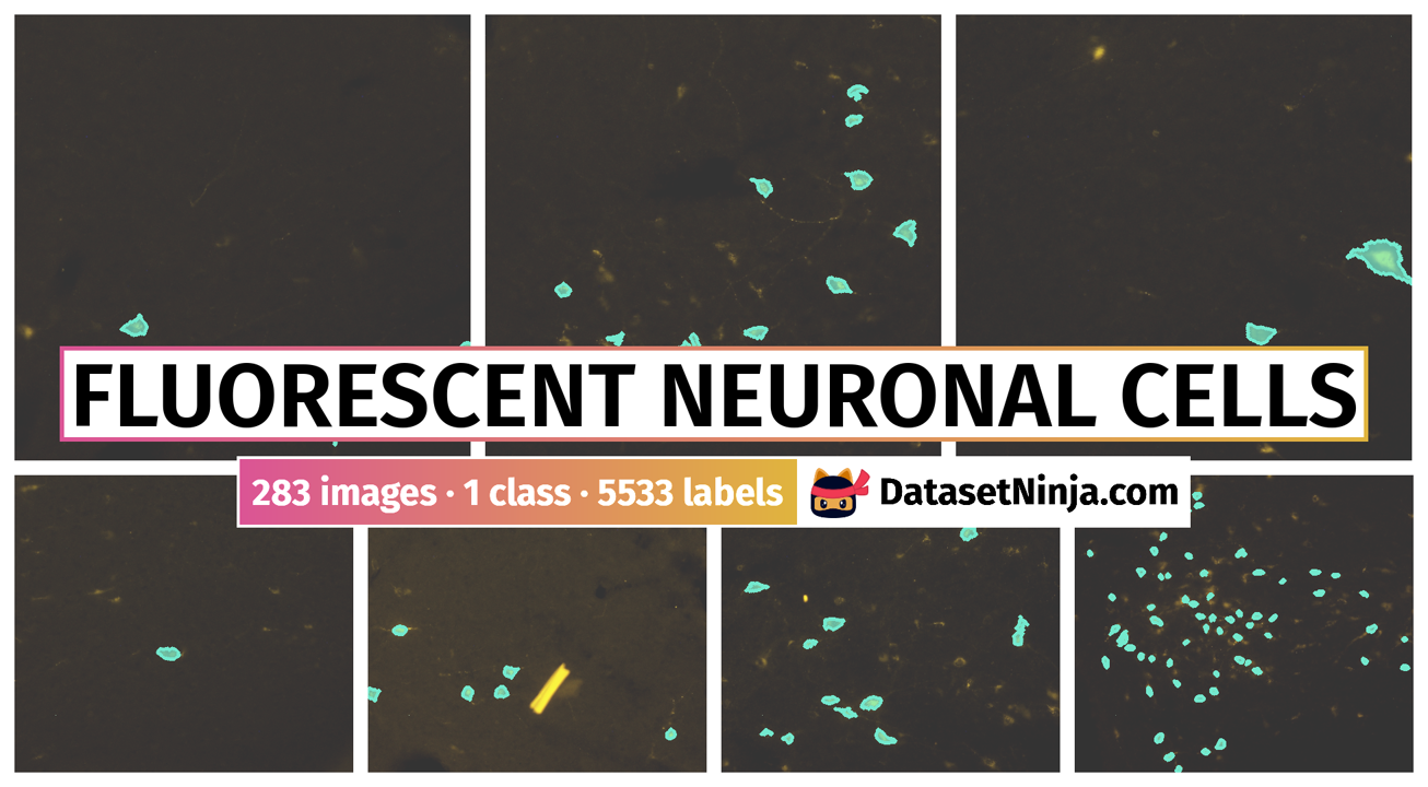 Fluorescent Neuronal Cells - Dataset Ninja