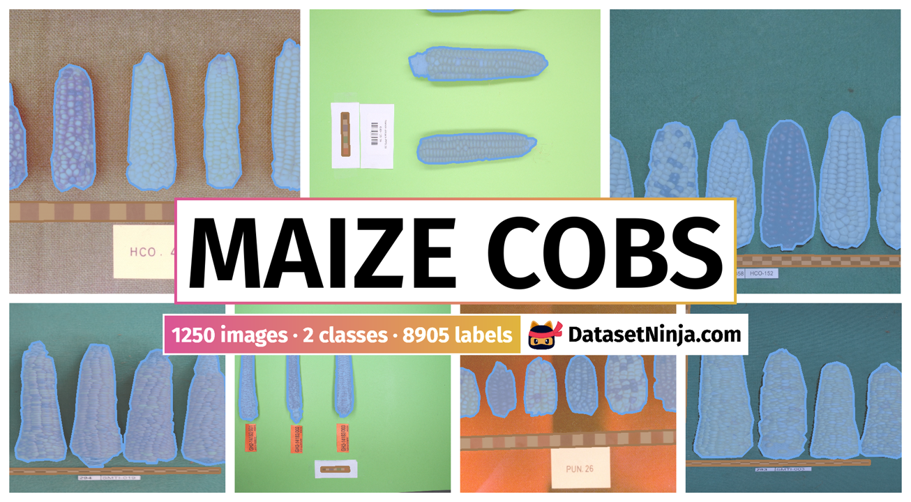 Maize Cobs - Dataset Ninja