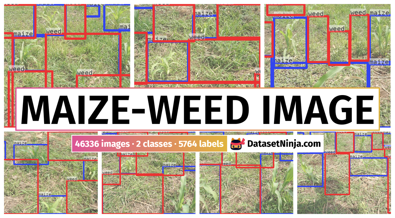 Maize-Weed Image - Dataset Ninja