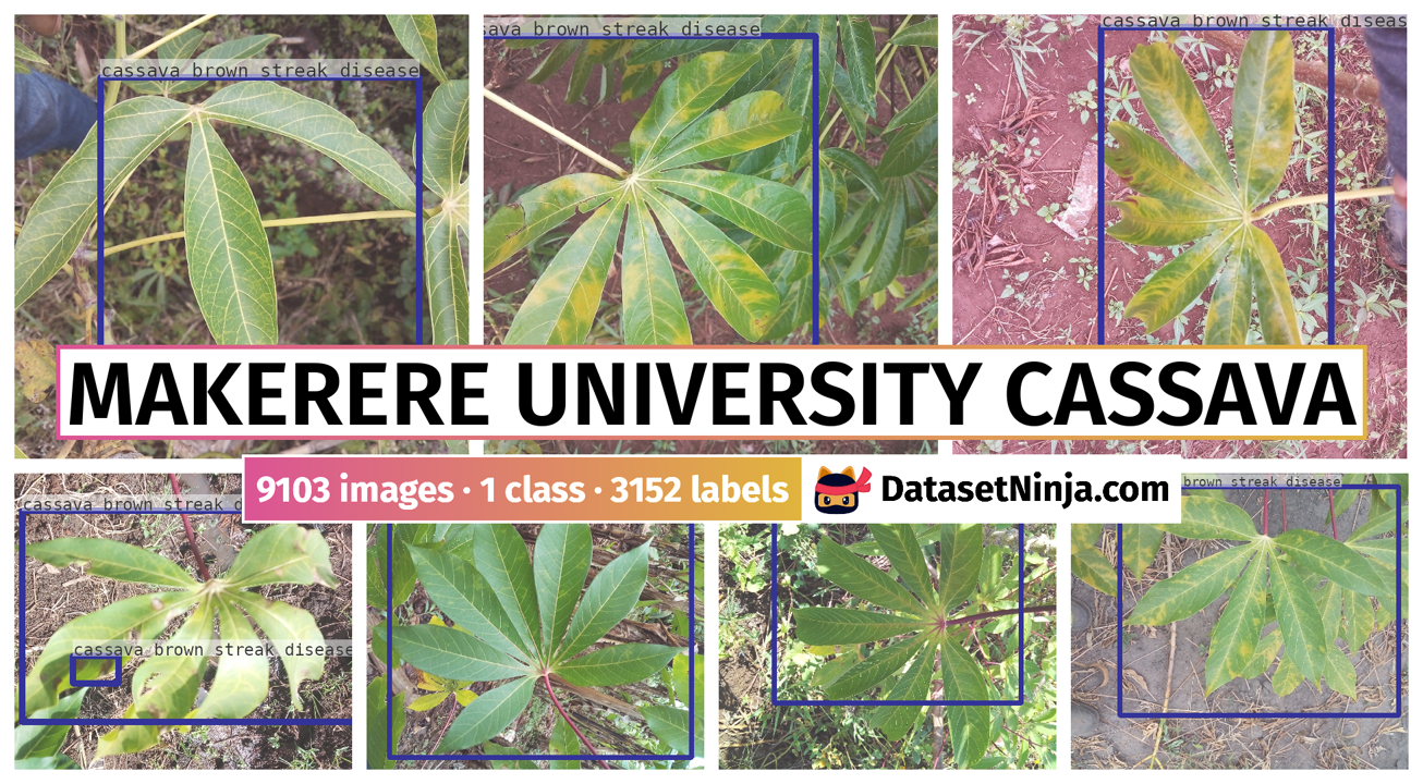Makerere University Cassava - Dataset Ninja Makerere University Cassava - Dataset Ninja