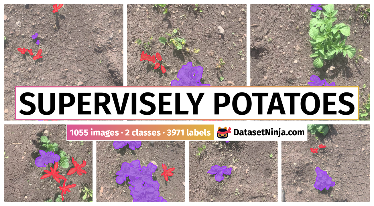 Supervisely Potatoes - Dataset Ninja