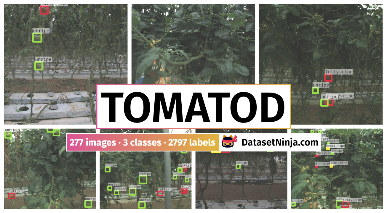 Tomatod Dataset Ninja